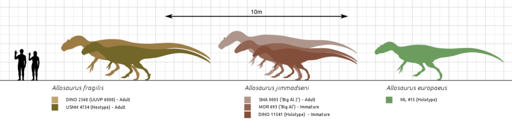 Allosaurus - urzeittiere.net