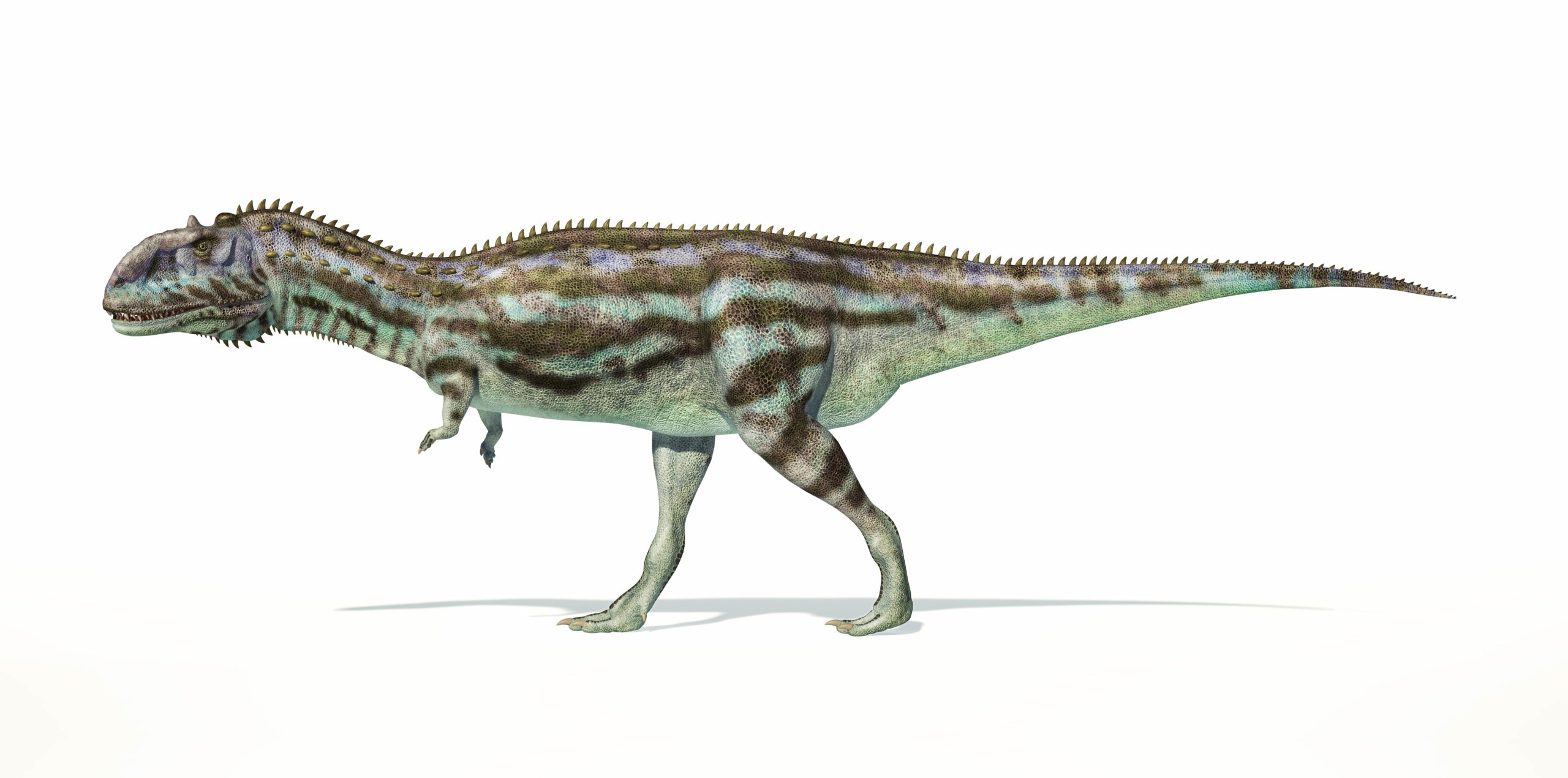 Megalosaurus - urzeittiere.net