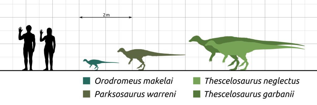 Orodromeus - urzeittiere.net